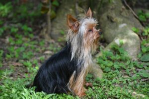 7 Different Types Of Yorkie Breeds