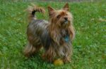 7 Different Types Of Yorkie Breeds