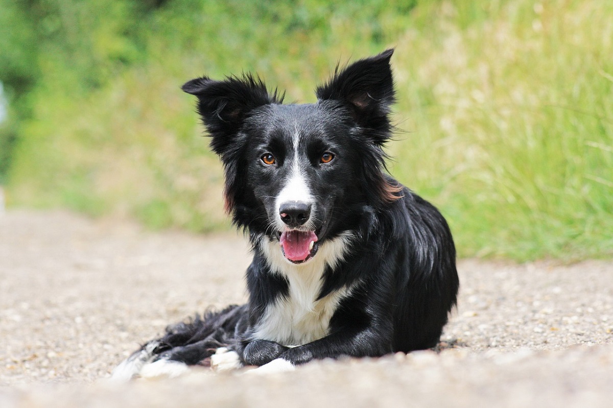 7 Most Intelligent Dog Breeds In The World