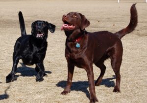 2 Different Types Of Labrador - Which Is Right For You?