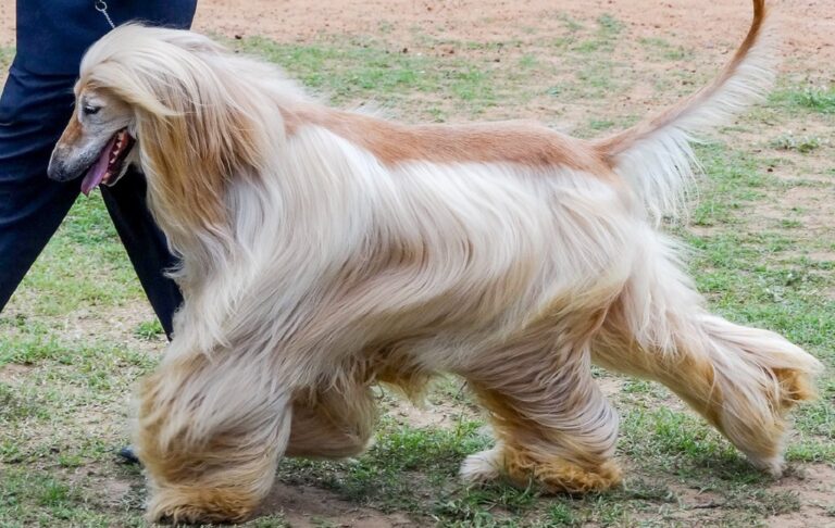 11 Most Popular Tall And Skinny Dog Breeds