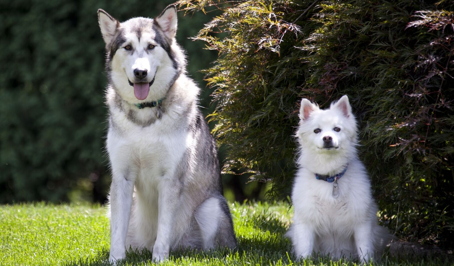 9 Best Types Of Alaskan Dog Breeds