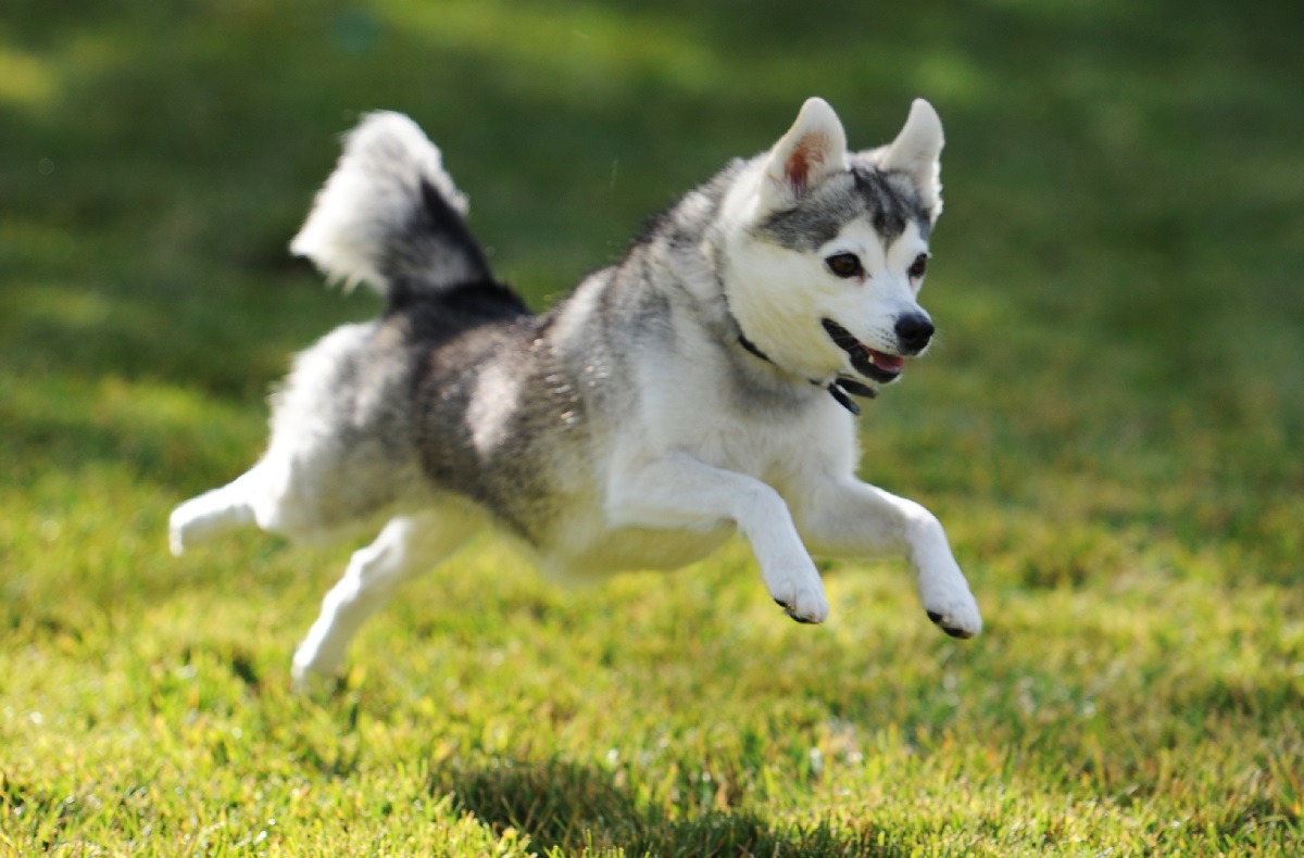 9 Best Types Of Alaskan Dog Breeds