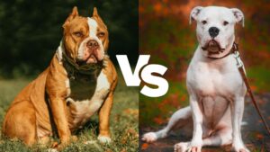 American Bully Vs American Bulldog: What's The Difference?