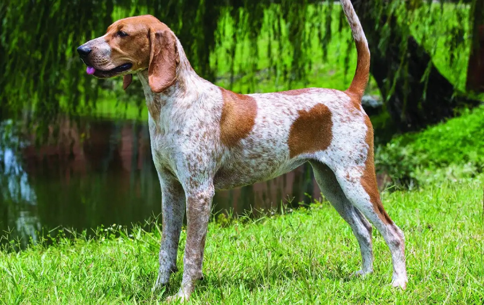 11 Most Popular Tall And Skinny Dog Breeds