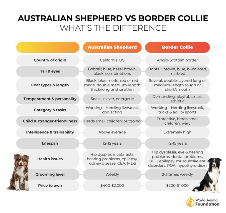Australian Shepherd Vs Border Collie: A Detailed Comparison