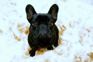 15 Different Types Of French Bulldogs: A Colorful Guide