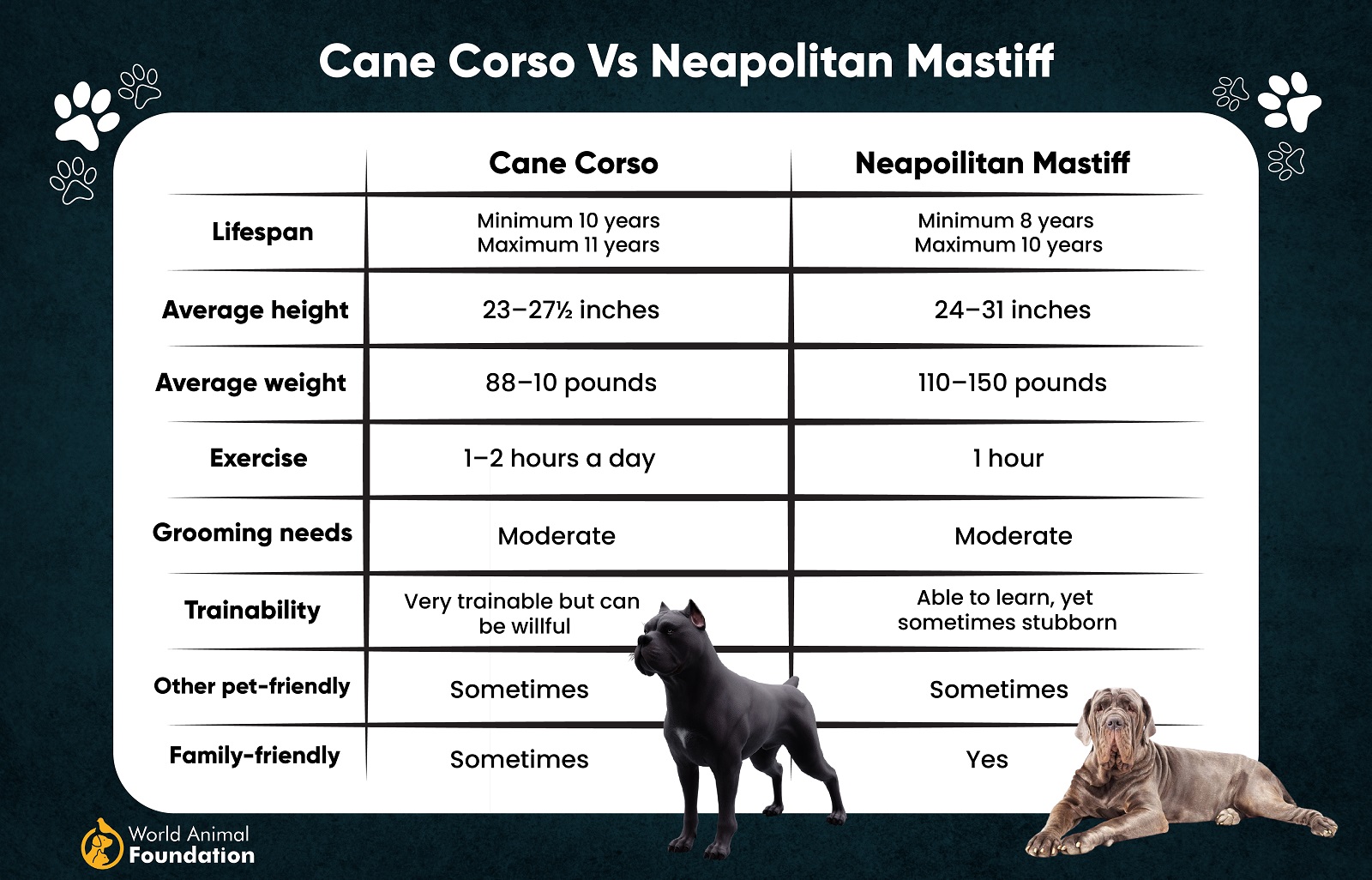 Cane Corso Vs Neapolitan Mastiff — Two Misunderstood Breeds