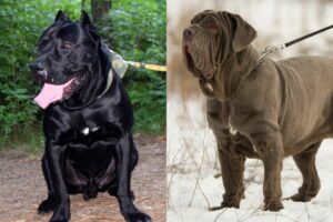 Cane Corso Vs Neapolitan Mastiff — Two Misunderstood Breeds