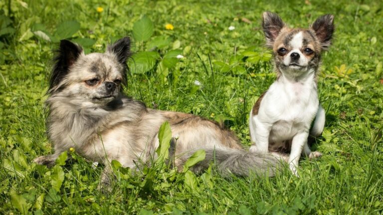 Top 9 Cheapest Dog Breeds