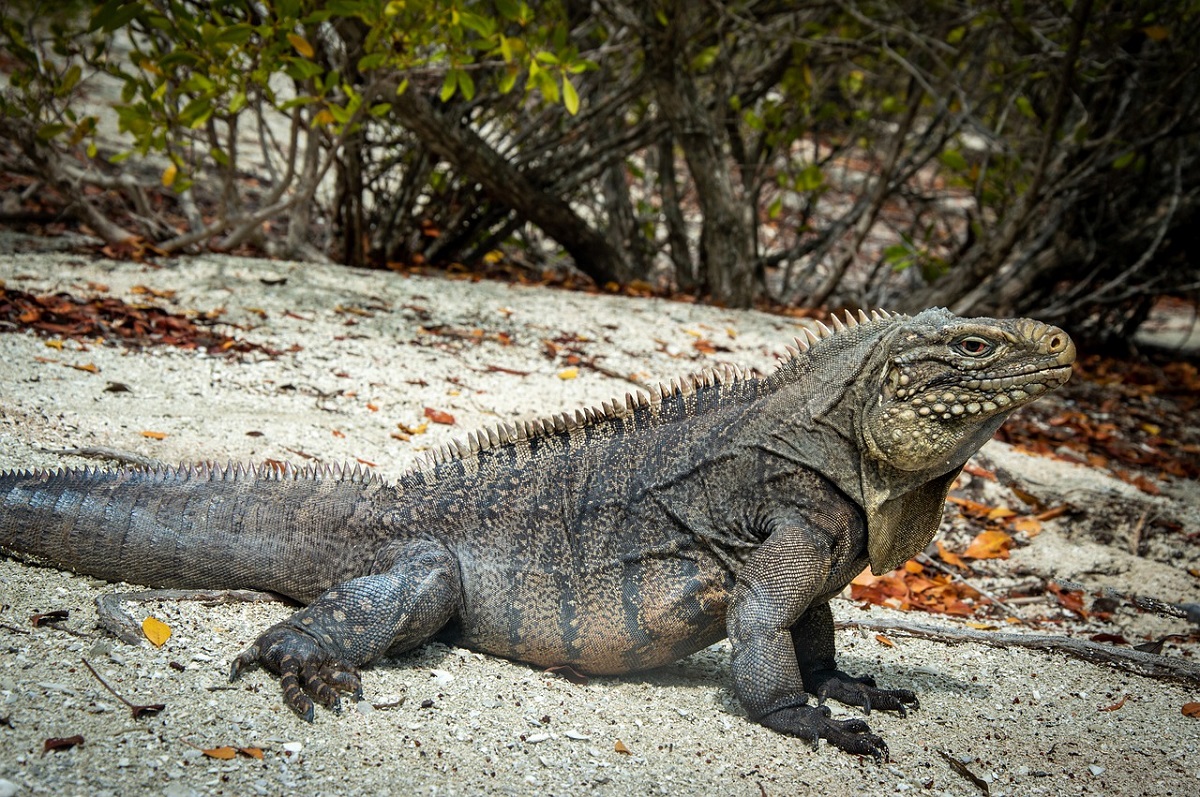 10 Types Of Iguanas You Need To See - Tededer.com