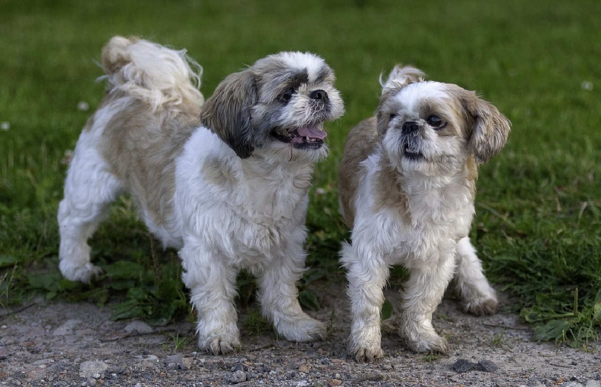 Lhasa Apso Vs Shih Tzu - What's The Difference?
