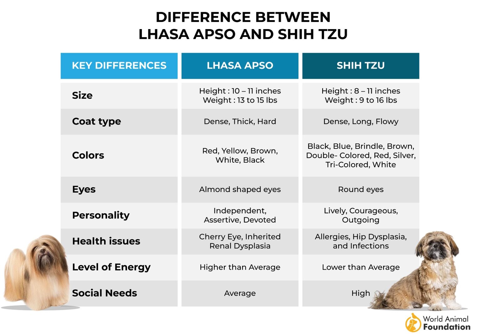 Lhasa Apso Vs Shih Tzu - What's The Difference?
