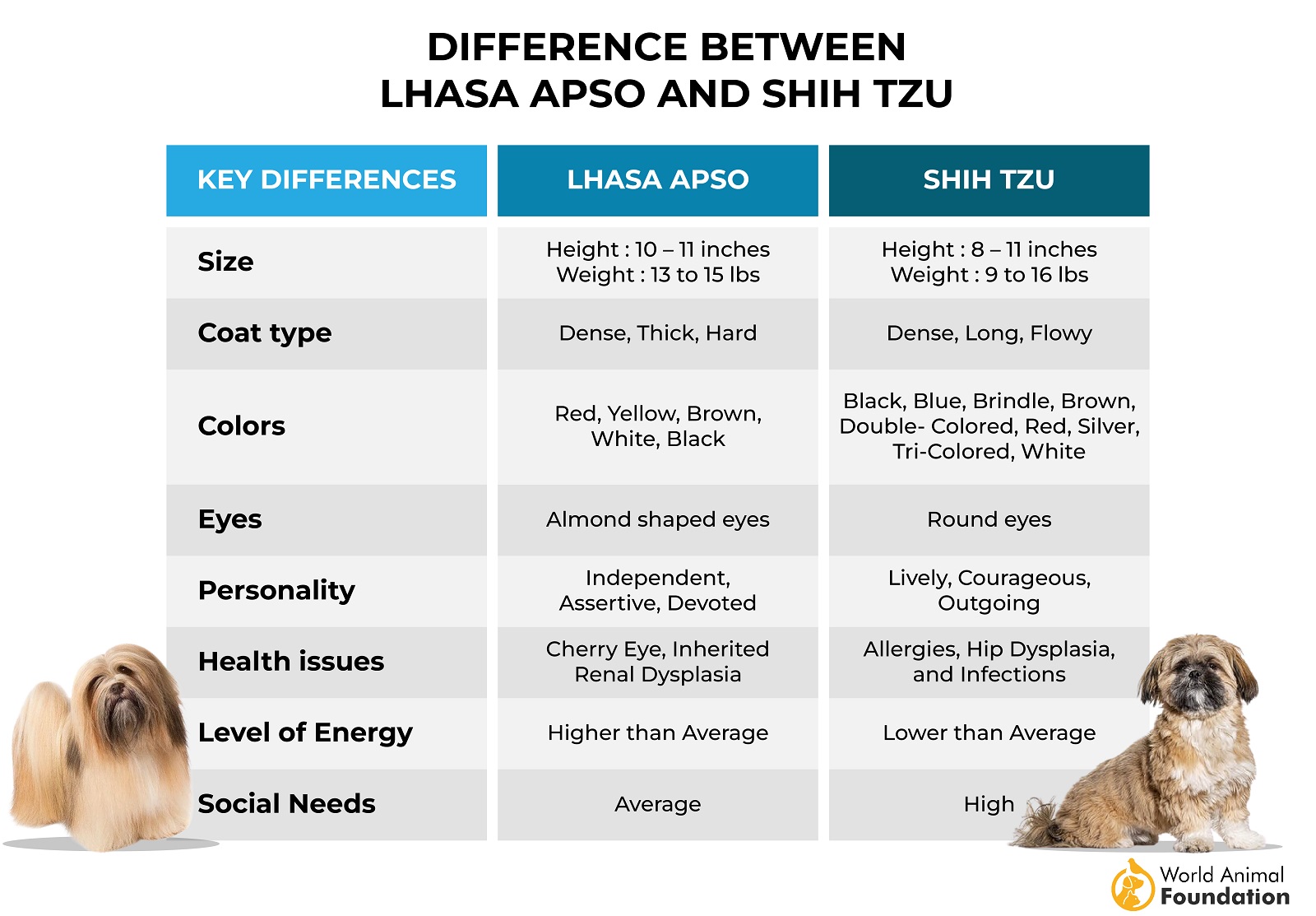 Lhasa Apso Vs Shih Tzu - What's The Difference?