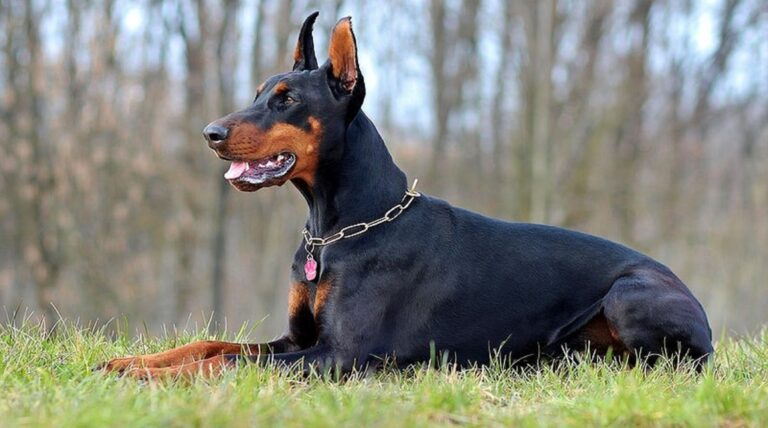 11 Most Popular Tall And Skinny Dog Breeds