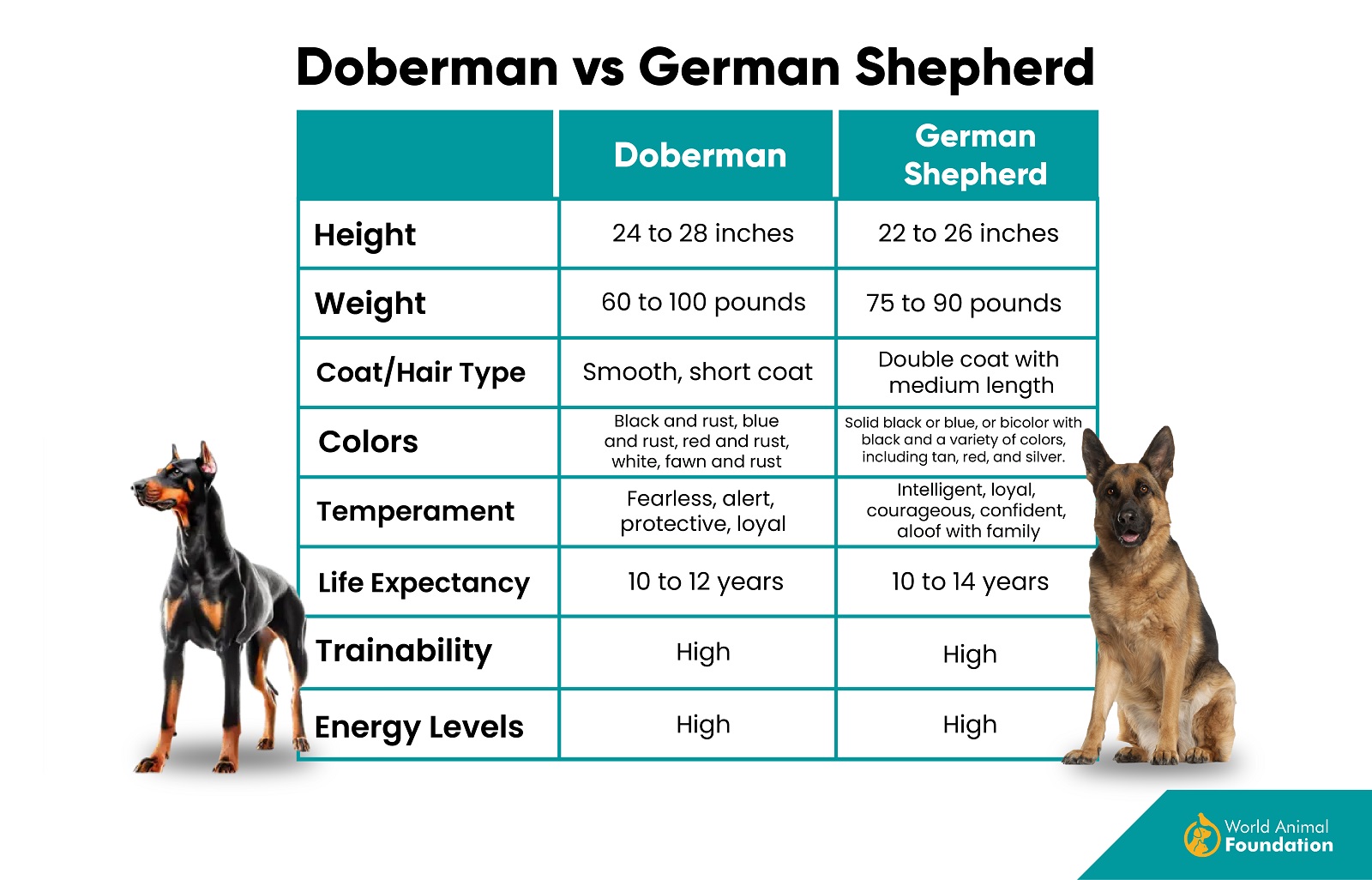 Doberman Vs German Shepherd - Which Is Better For You?