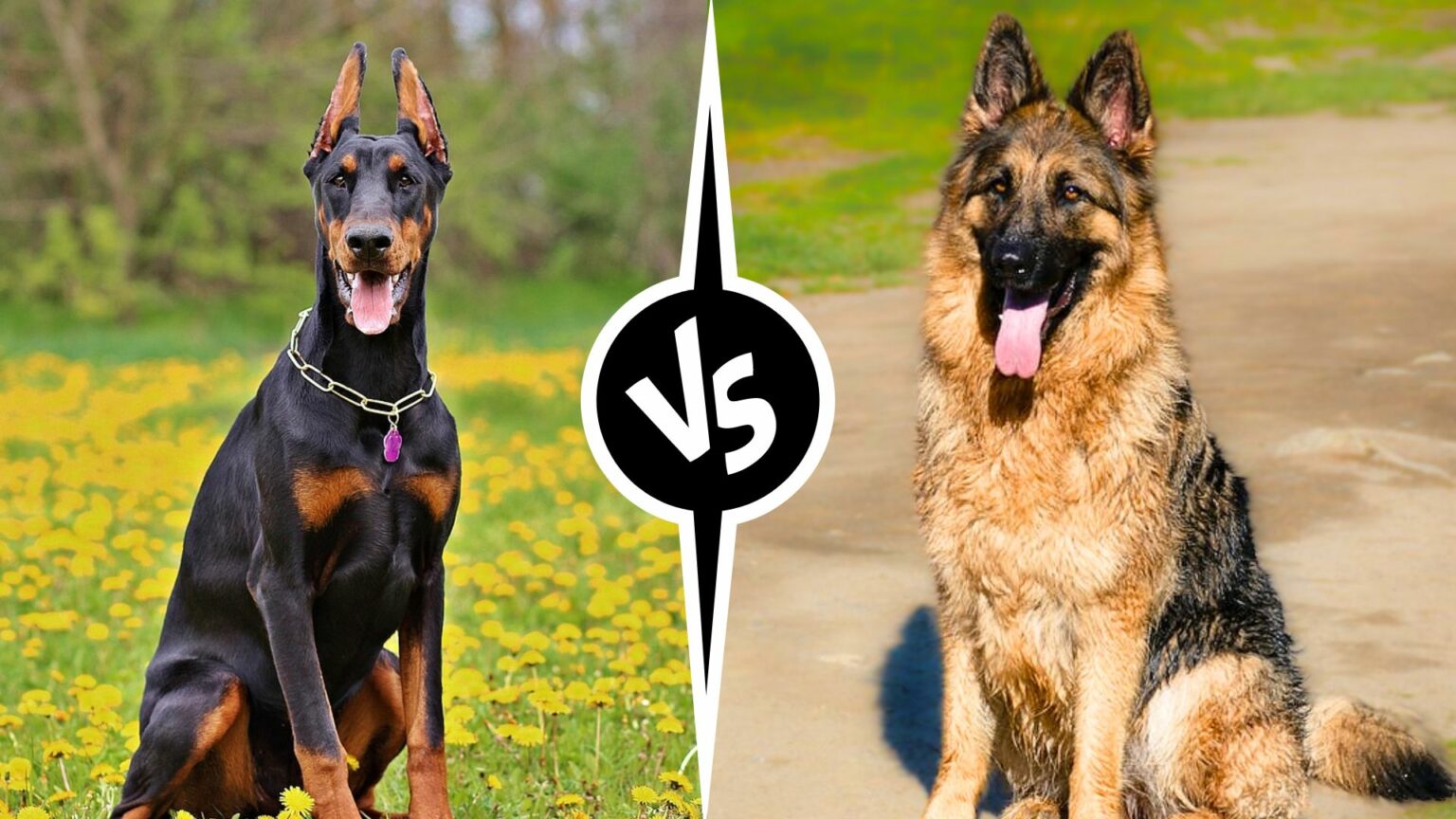 Doberman Vs German Shepherd - Which Is Better For You?