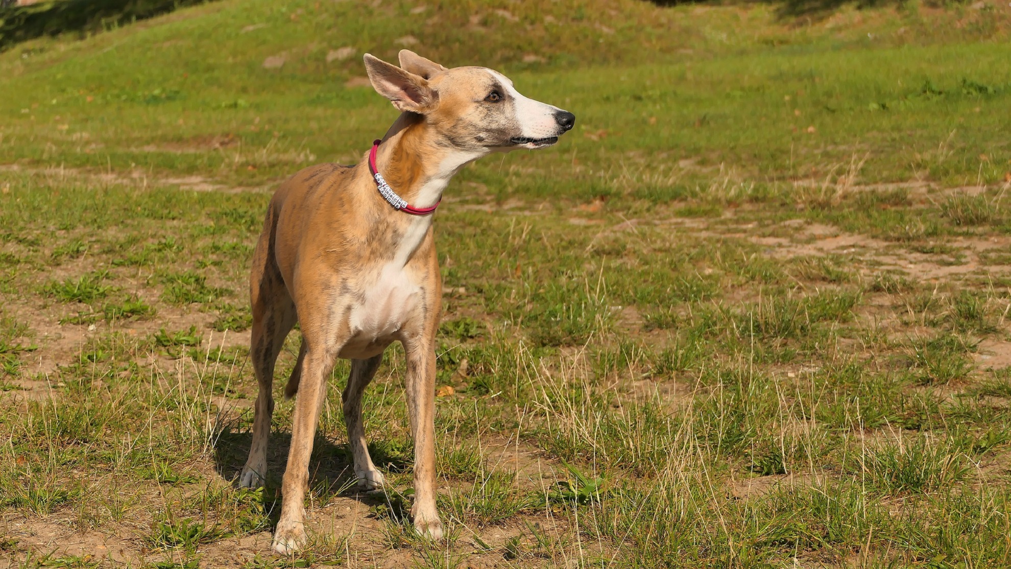 11 Most Popular Tall And Skinny Dog Breeds