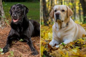 2 Different Types Of Labrador - Which Is Right For You?