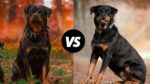 German Rottweiler Vs American Rottweiler