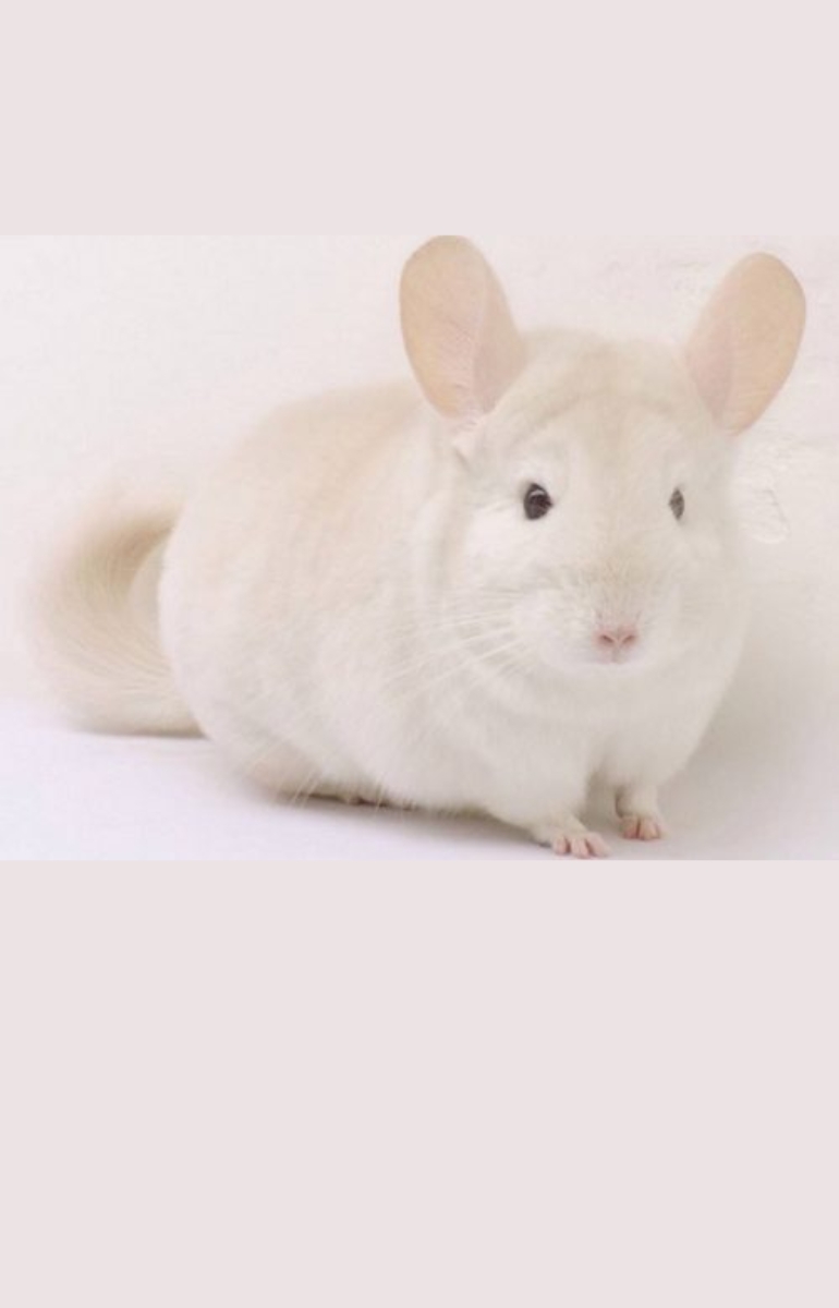 Pink White Chinchilla