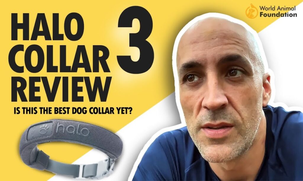 Halo Collar 3 Review (I Tested It For Months)