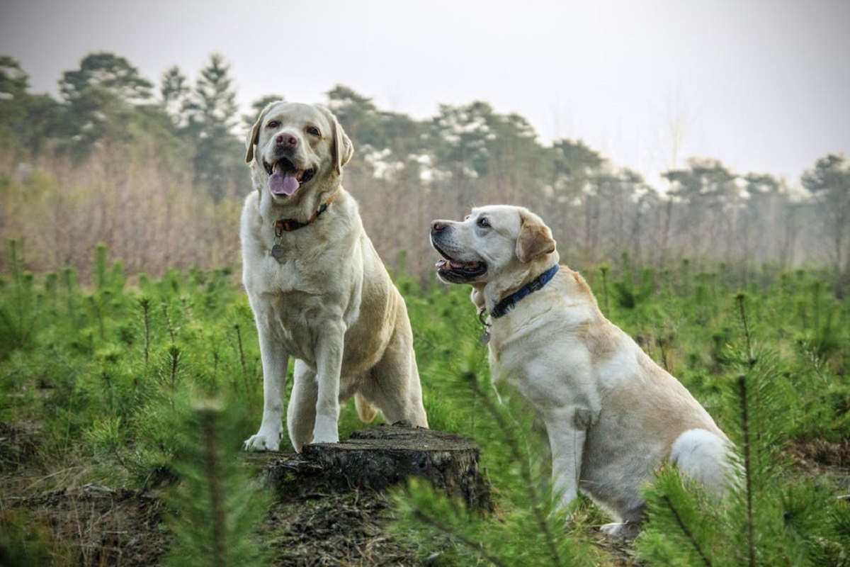 2 Different Types Of Labrador - Which Is Right For You?
