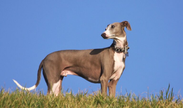 11 Most Popular Tall And Skinny Dog Breeds