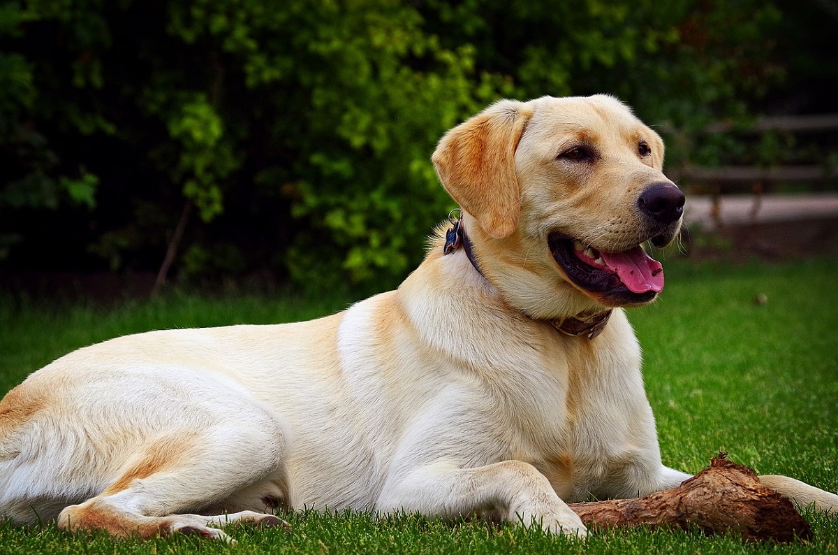 7 Most Intelligent Dog Breeds In The World