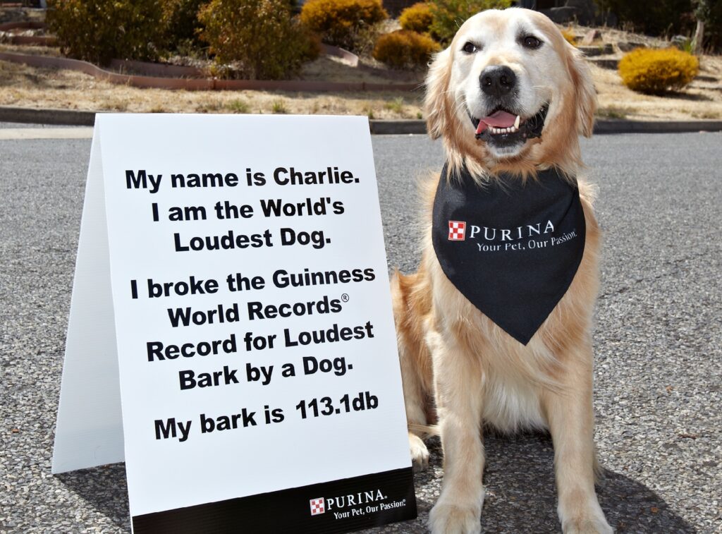 Top 14 Loudest Dog Breeds In The World