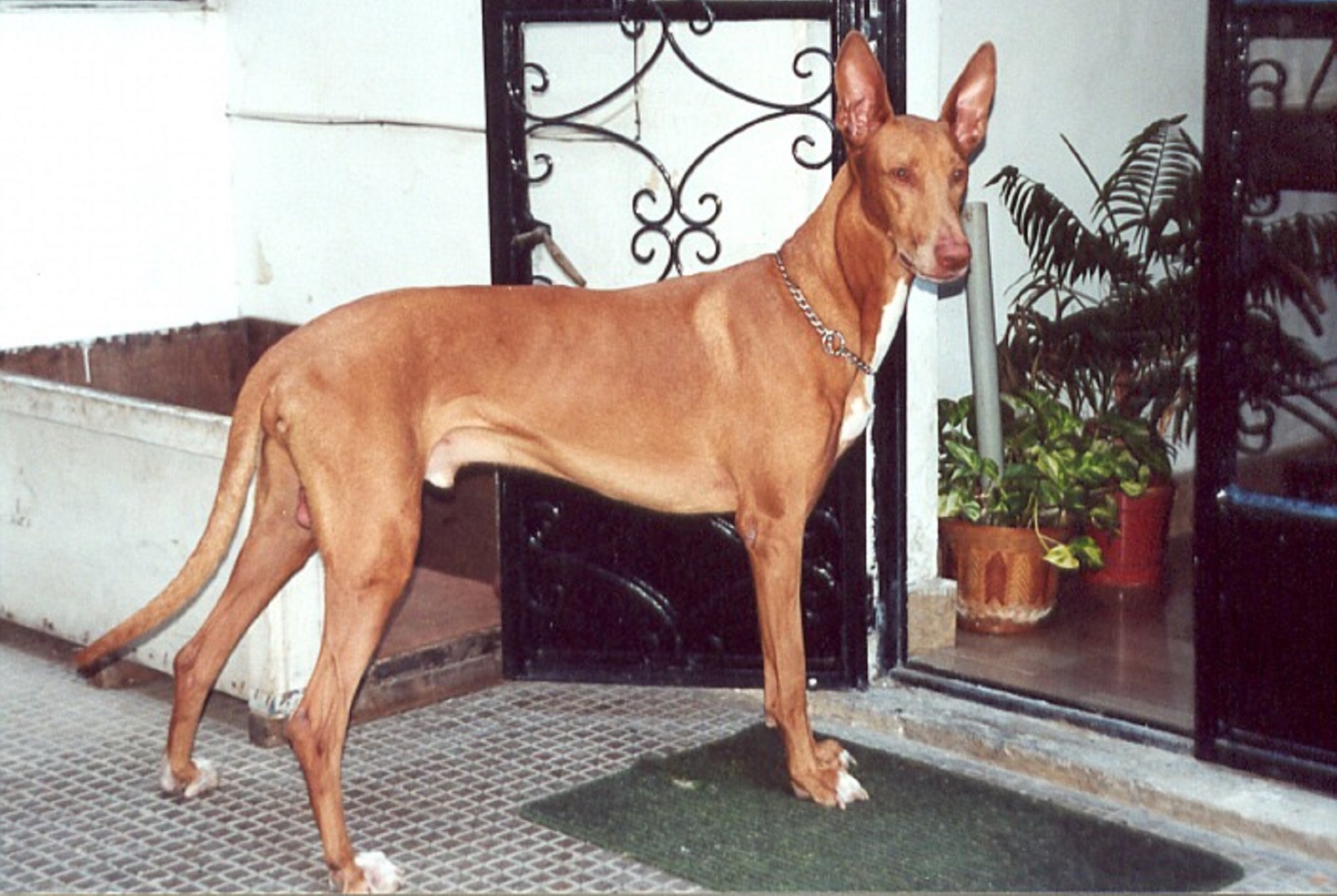11 Most Popular Tall And Skinny Dog Breeds