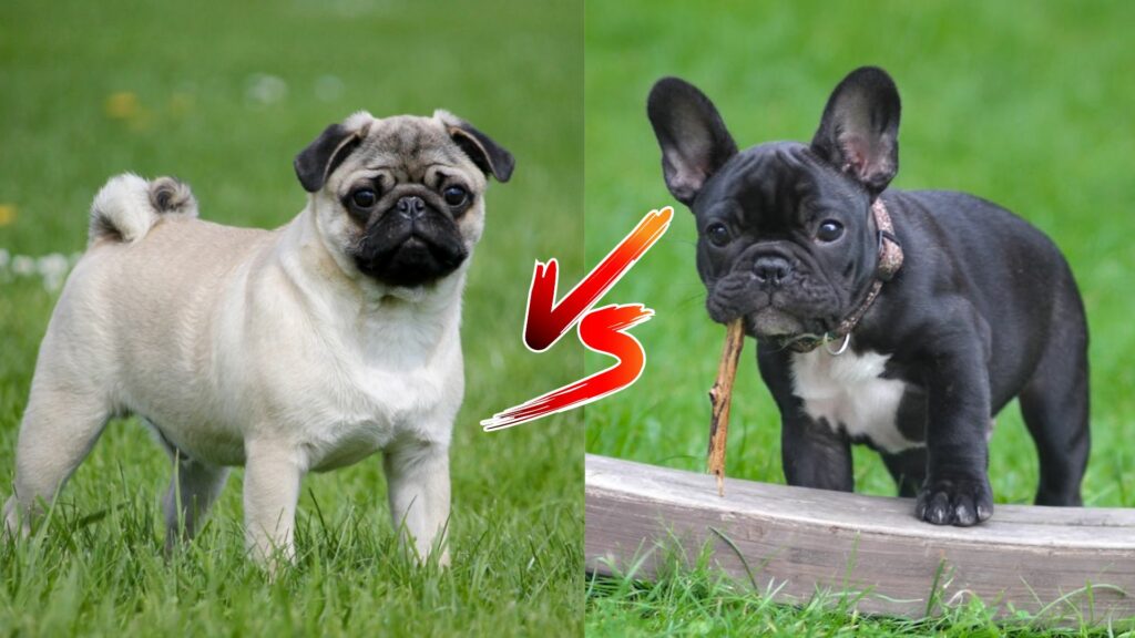 Pug Vs French Bulldog - What's The Difference?