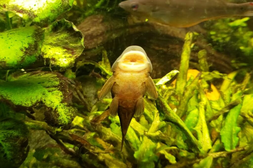 Rubber Lip Pleco Max Size