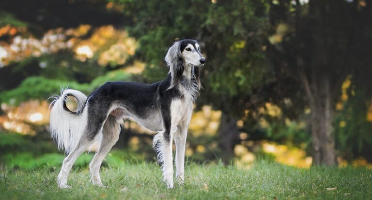 11 Most Popular Tall And Skinny Dog Breeds