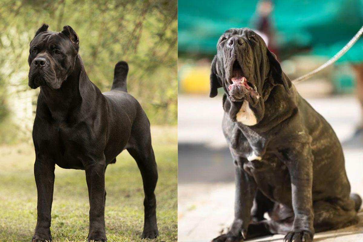 Cane Corso Vs Neapolitan Mastiff — Two Misunderstood Breeds