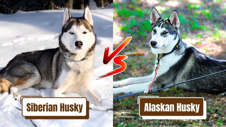 Alaskan Husky Vs Siberian Husky: What's The Difference?