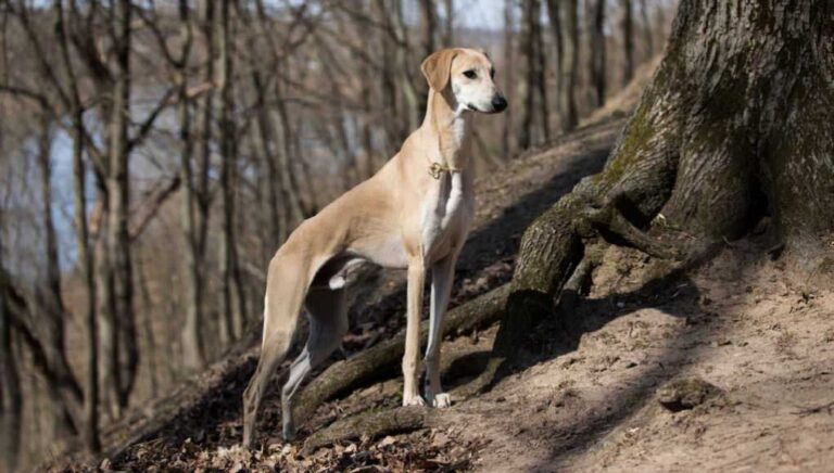 11 Most Popular Tall And Skinny Dog Breeds