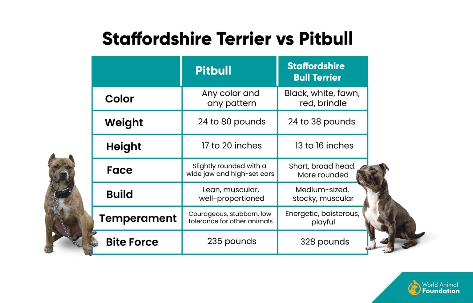 Staffordshire Bull Terrier Vs. Pit Bull: What's The Difference?