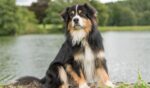 15 Tricolor Dog Breeds (With Photos!)