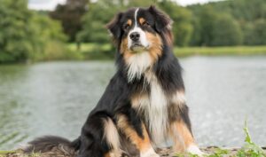 15 Tricolor Dog Breeds (With Photos!)