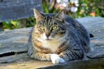 5 Types Of Tabby Cat Colors & Patterns