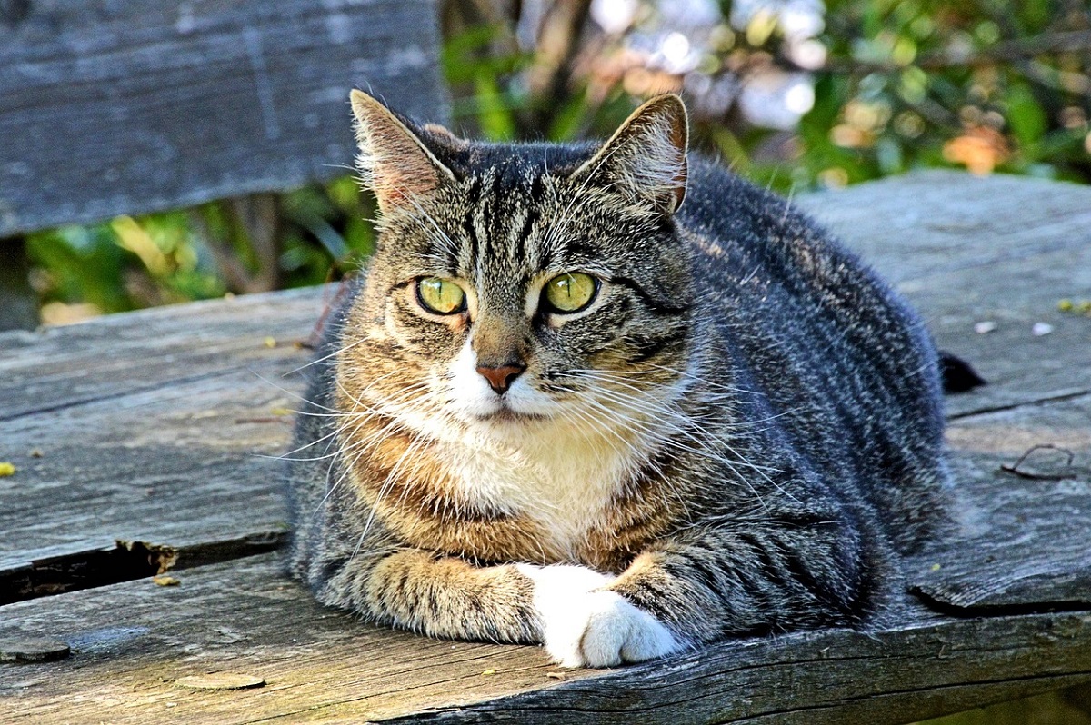 5 Types Of Tabby Cat Colors & Patterns