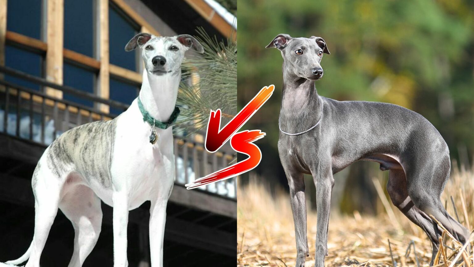 Italian Greyhound Vs. Whippet - What’s The Difference?