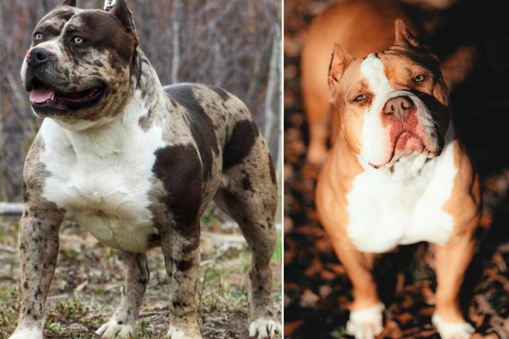 Will XL Bully Be Banned In UK? Compliance Guide For 2024 - Inhenocha.com