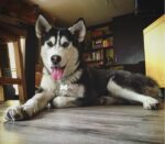 9 Best Types Of Alaskan Dog Breeds