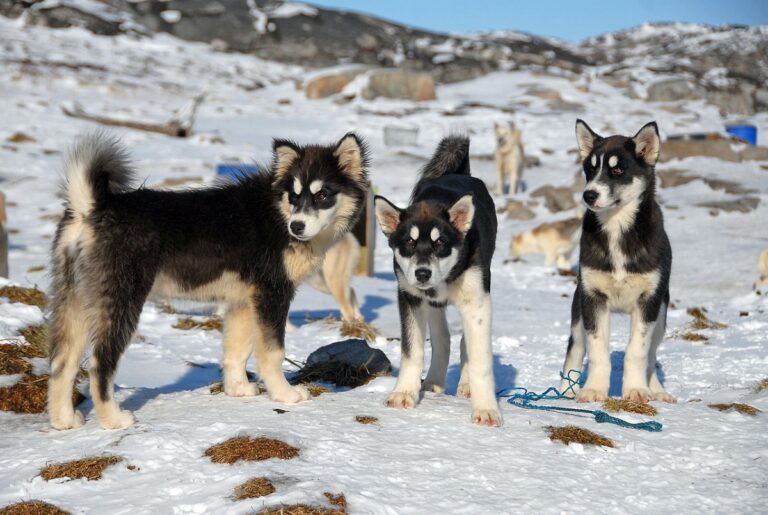 9 Best Types Of Alaskan Dog Breeds