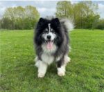 9 Best Types Of Alaskan Dog Breeds