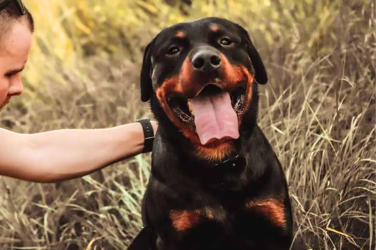 German Rottweiler Vs American Rottweiler