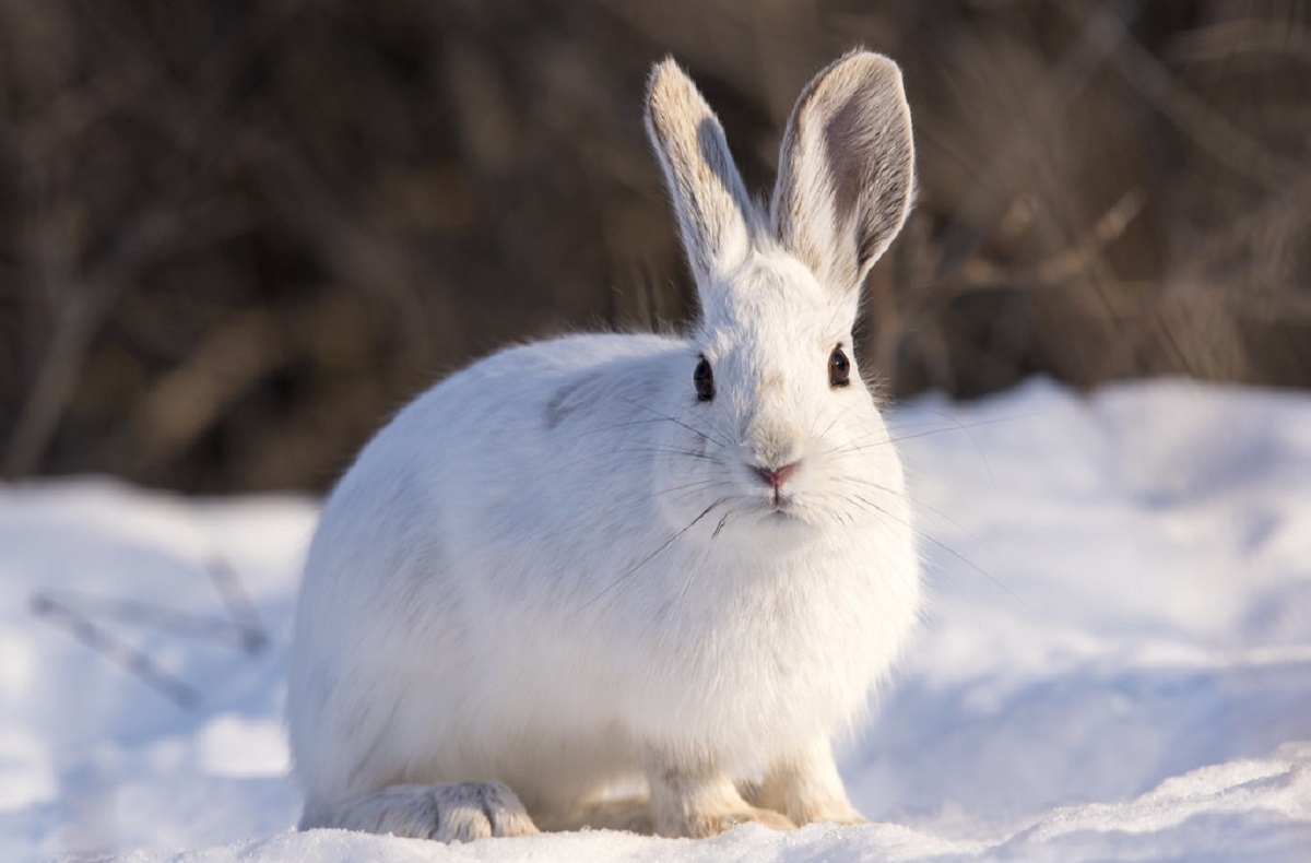 7 Animals That Turns White In Winter - Ethawi.com