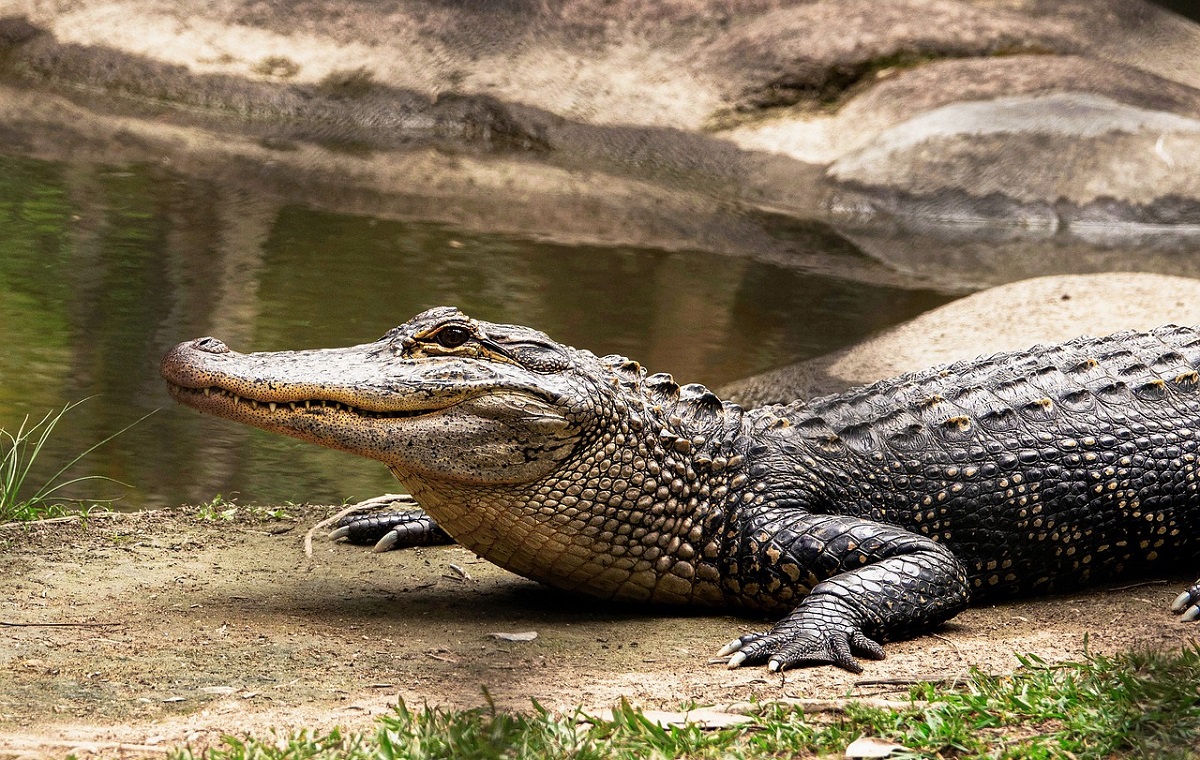 10 Animals That Live In A Lake